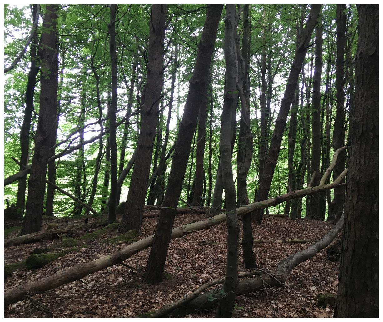 Garvagh Forest | Grand Day Out (NI)