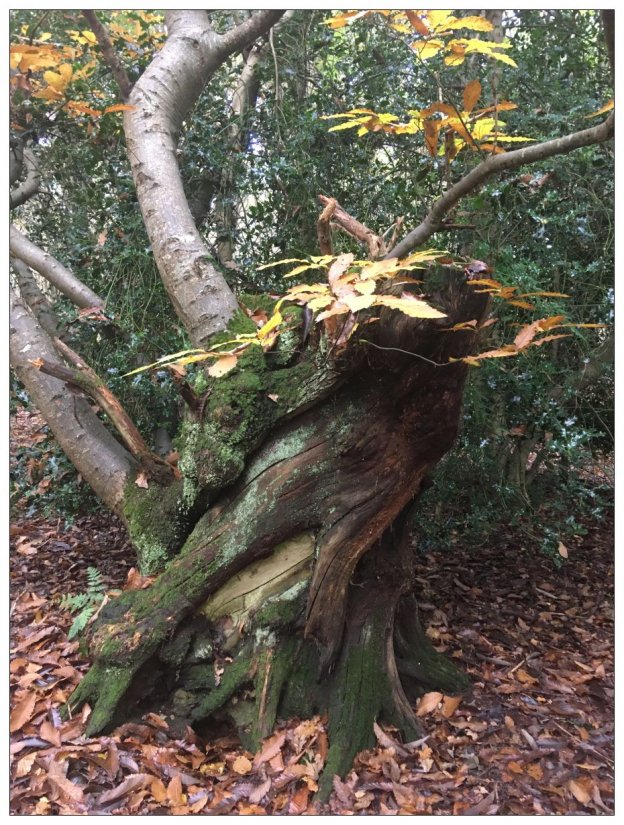 The Hills of Mount Stewart | Grand Day Out (NI)